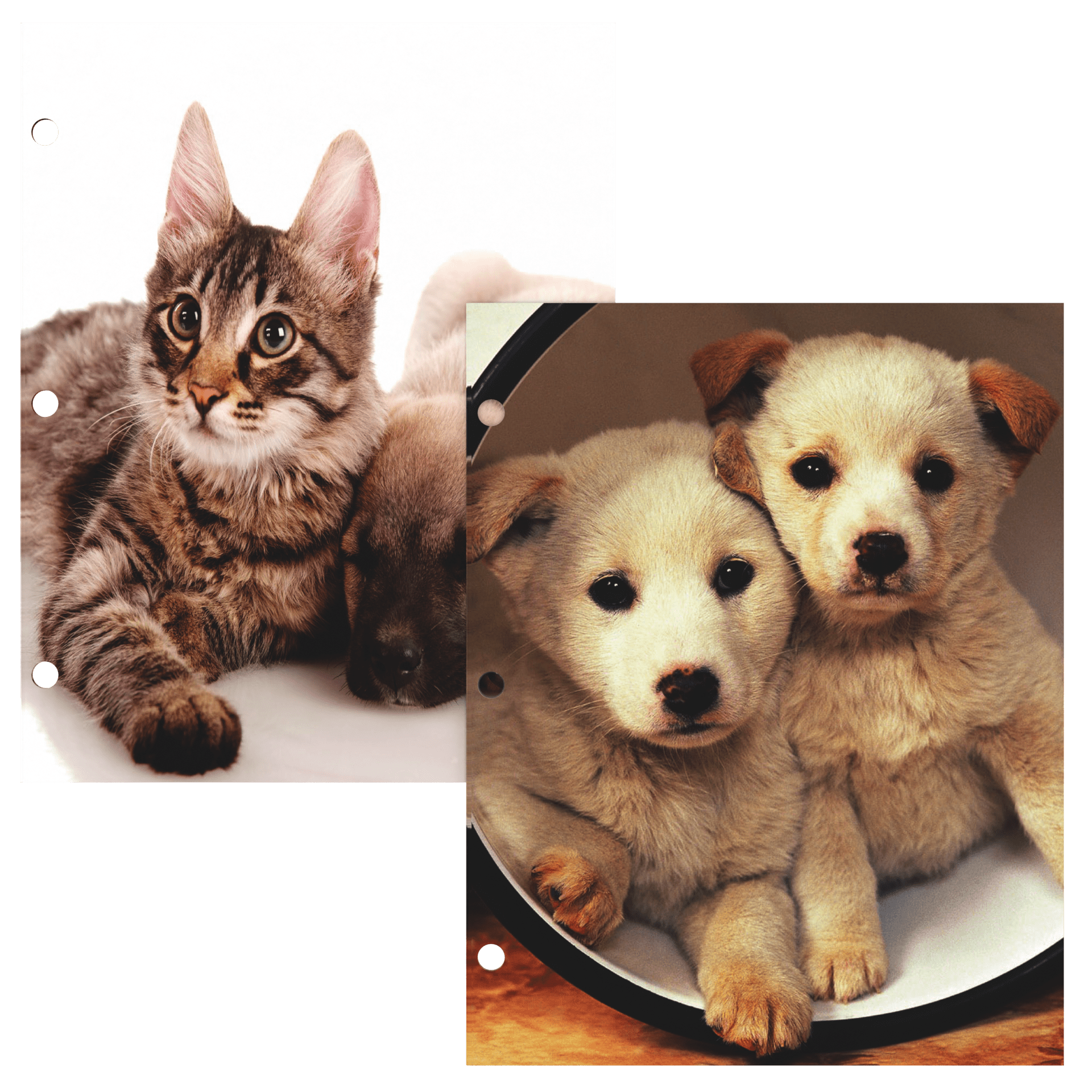 48 Units: E-Clips USA Cats & Dogs Themed Paper Pocket Binder Folders